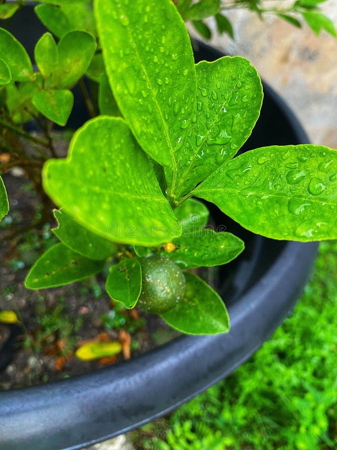 Lime plant stock photo. Image of water, lime, droplets - 280994552