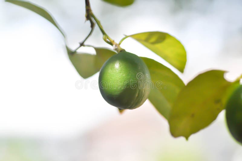 Lime, Lime Plant or Lemon Tree Stock Image - Image of house, tropical ...