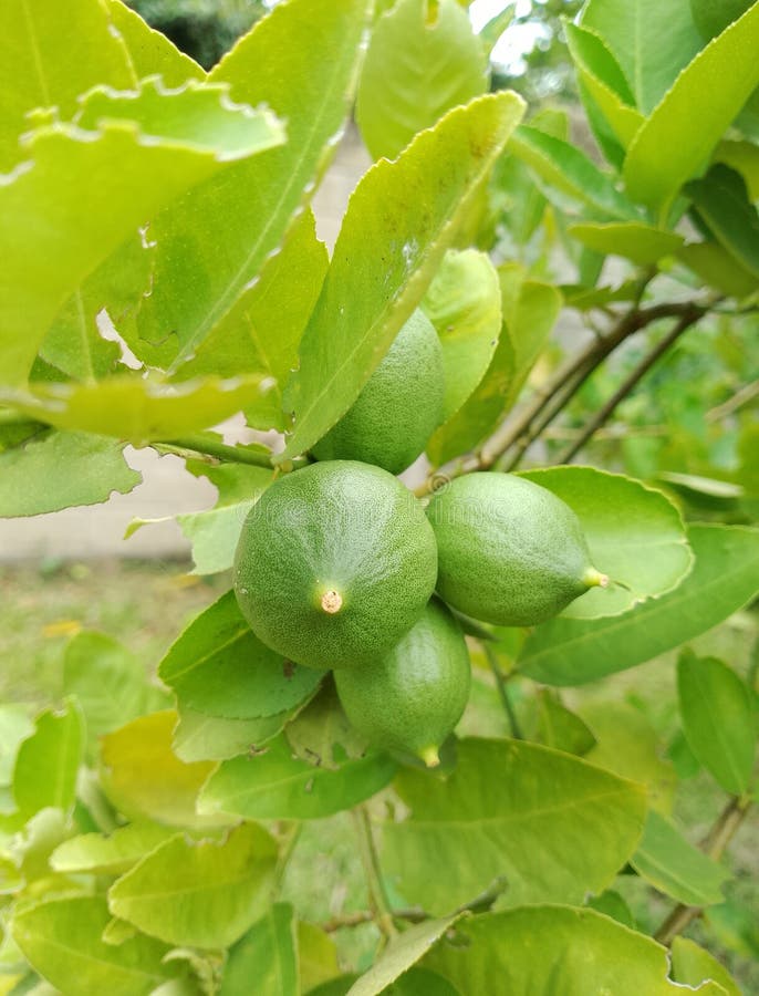 Lime, Lime Plant or Lemon Tree Stock Image - Image of house, tropical ...
