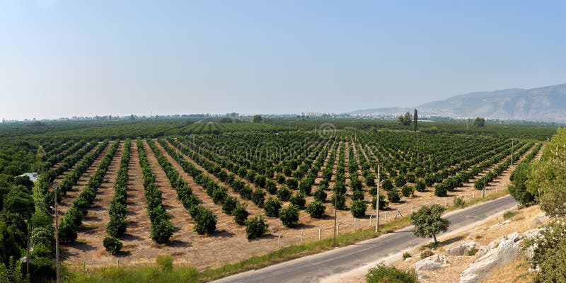 Lime Plantation in Kemer. Turkey Stock Photo - Image of fresh, space ...