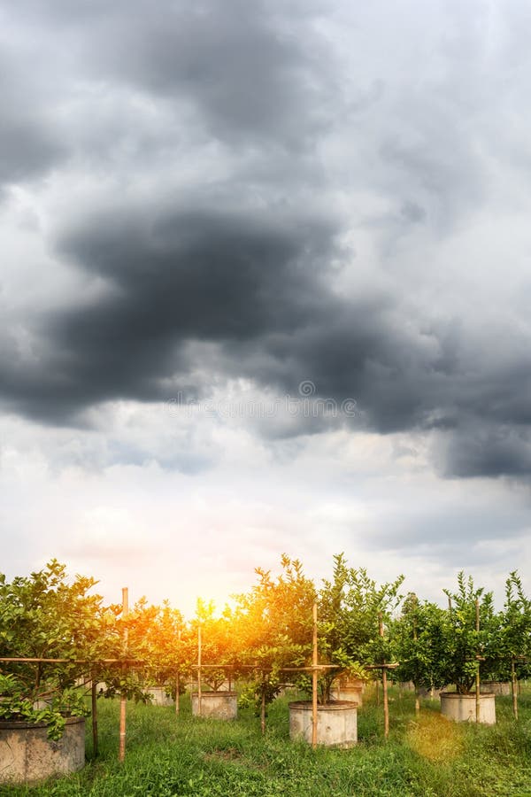 Lime plantation stock image. Image of field, plant, tree - 59581293