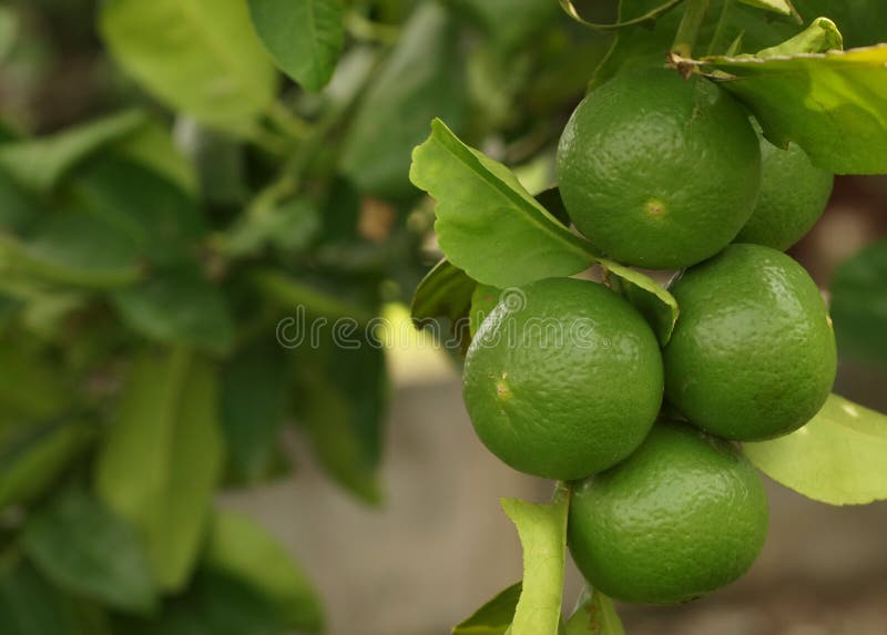 Lime stock photo. Image of nutrition, abstract, field - 91667072