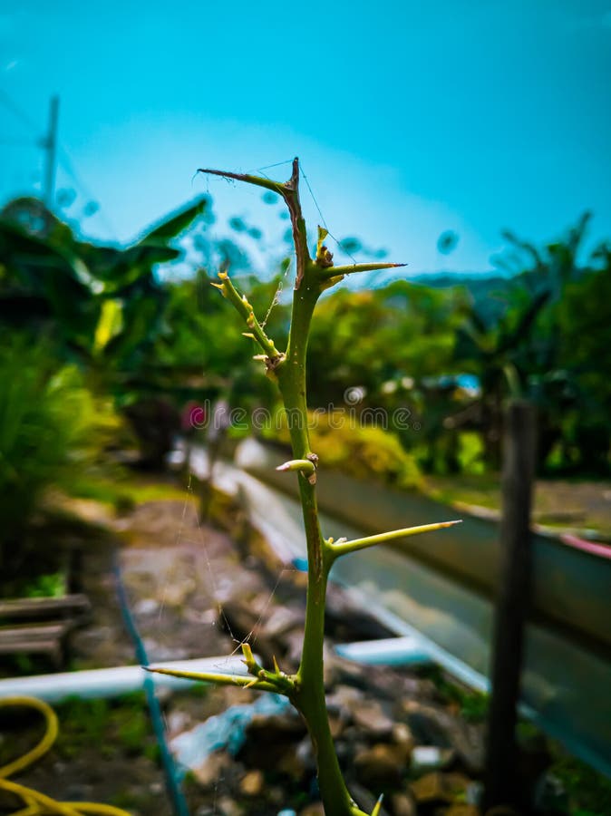 Lime Tree Branch with Its Thorns Stock Image - Image of branch, green ...