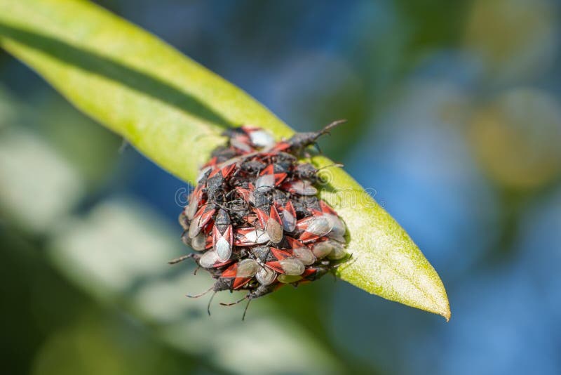Cluster of Lime Seed Bugs Huddled Together on the Tip of a Green Leaf ...