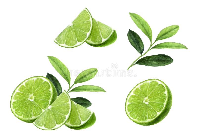Lime Set Watercolor Illustration Isolated on White Background Stock ...