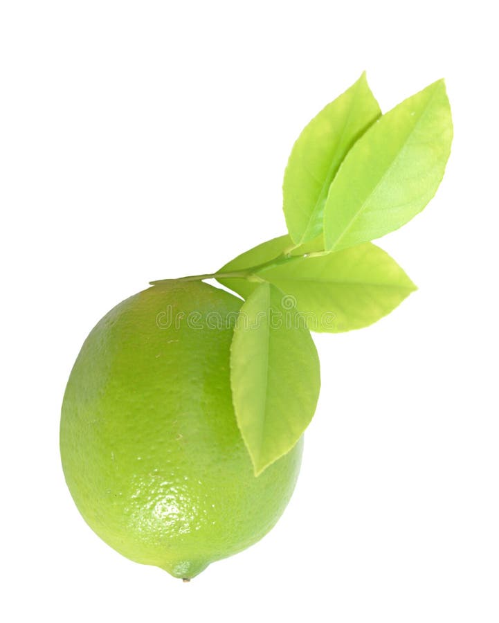 Lemon stock image. Image of lemon, citrus, plant, young - 140252365