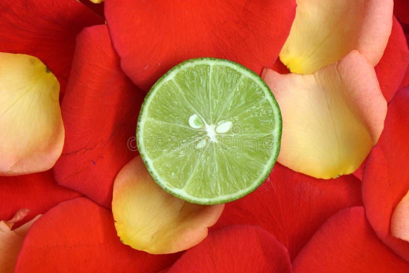 Lime slice stock image. Image of shadow, citrus, roses - 45116851