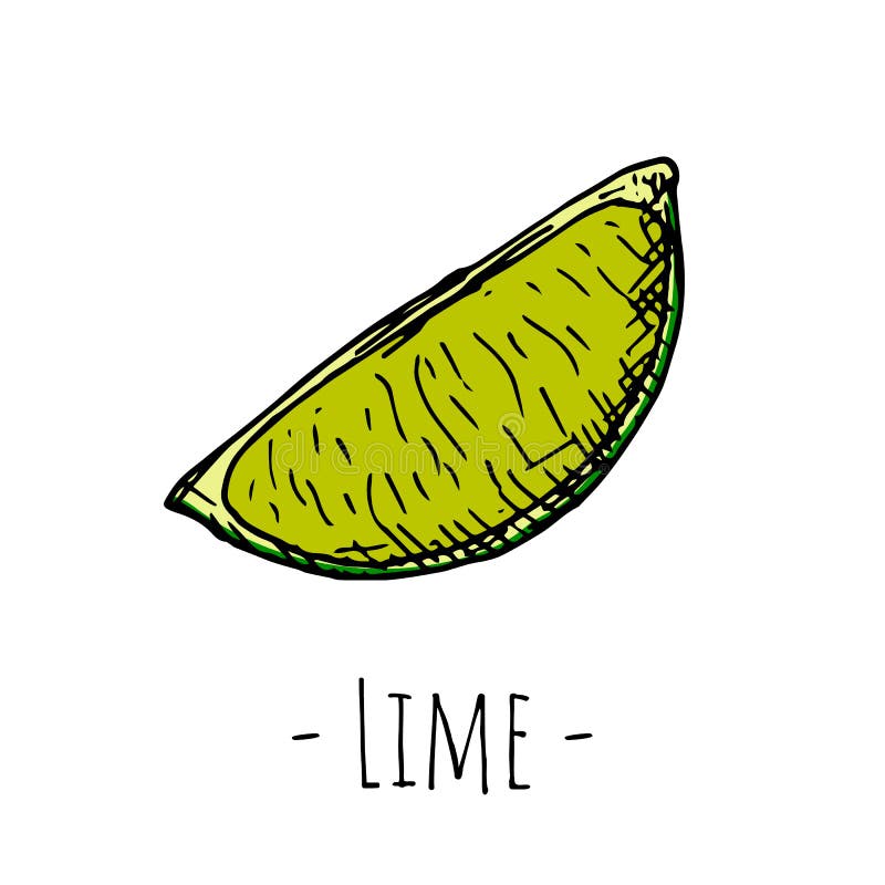 Lime Slice. Vector Cartoon Illustration. Isolated Object on a White ...