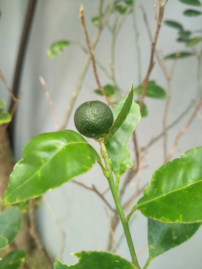 Lime that is Still Green and Immature Stock Photo - Image of plant ...