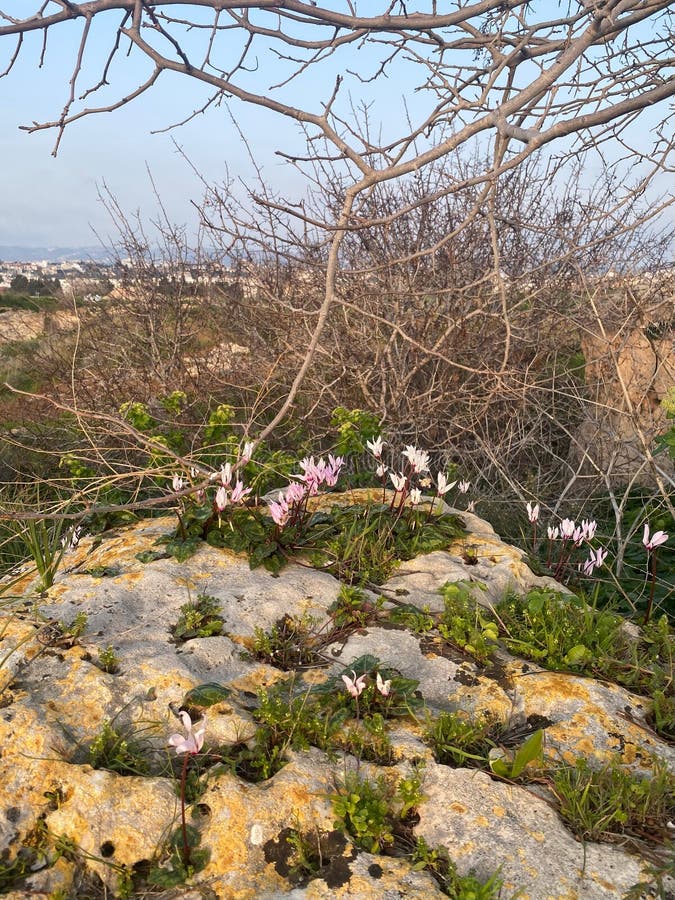 Lime Stone Overgrown with Grass, Spring Flowers and Moss. Soft Sun Rays ...