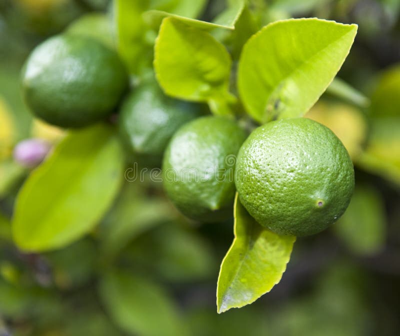 Lime tree stock image. Image of lime, fruit, summer, cocktails - 18195569