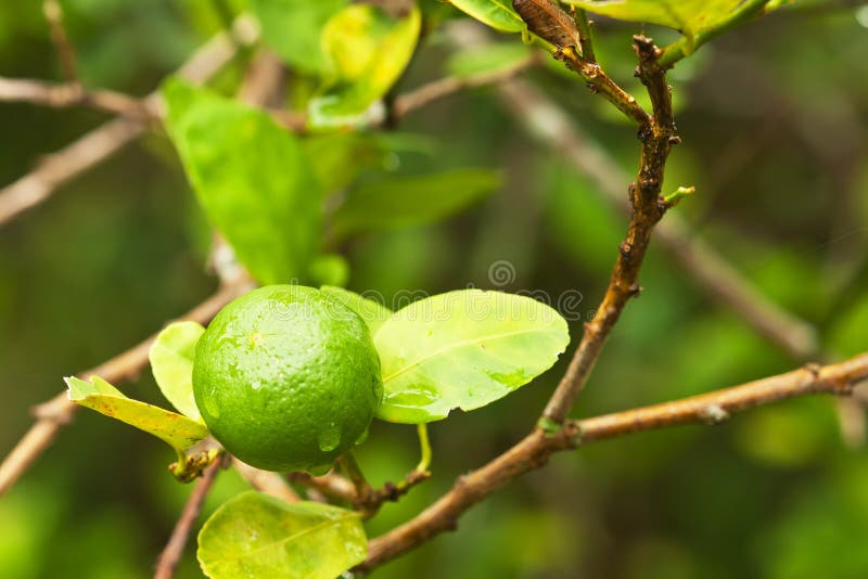 Lime on tree stock image. Image of decoration, juice - 21162159