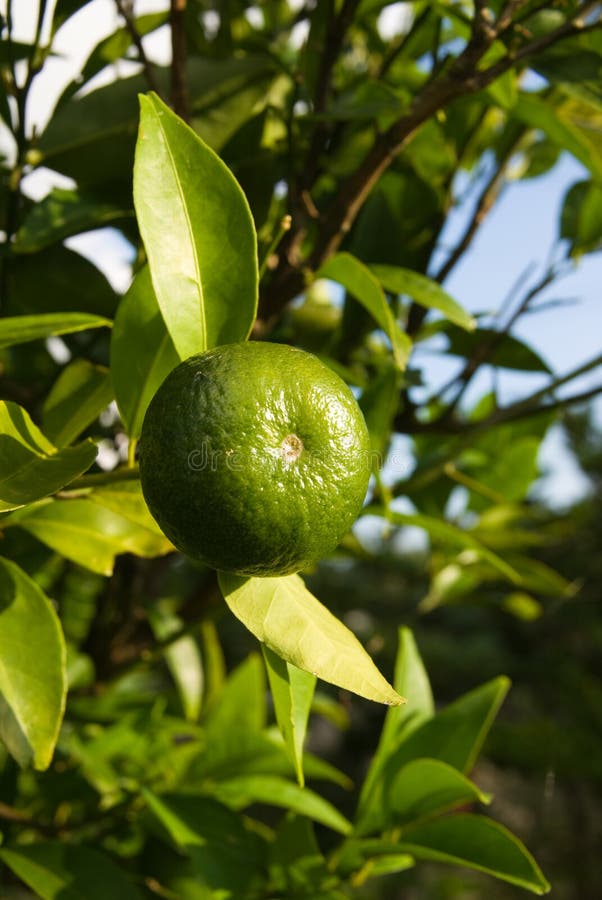 Lime tree stock photo. Image of leaves, fruits, fruit - 4297384
