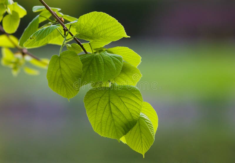 Lime tree stock photo. Image of crown, botanical, branch - 31968842