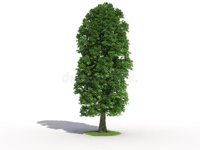 Lime Tree Stock Illustrations – 11,603 Lime Tree Stock Illustrations ...