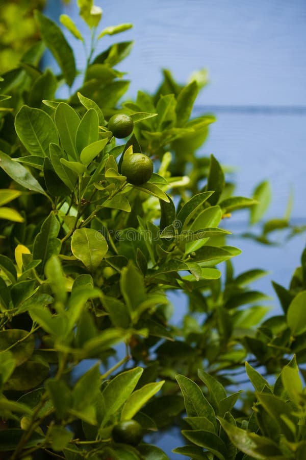 Lime Tree Against the Background of Wooden Wall Stock Image - Image of ...