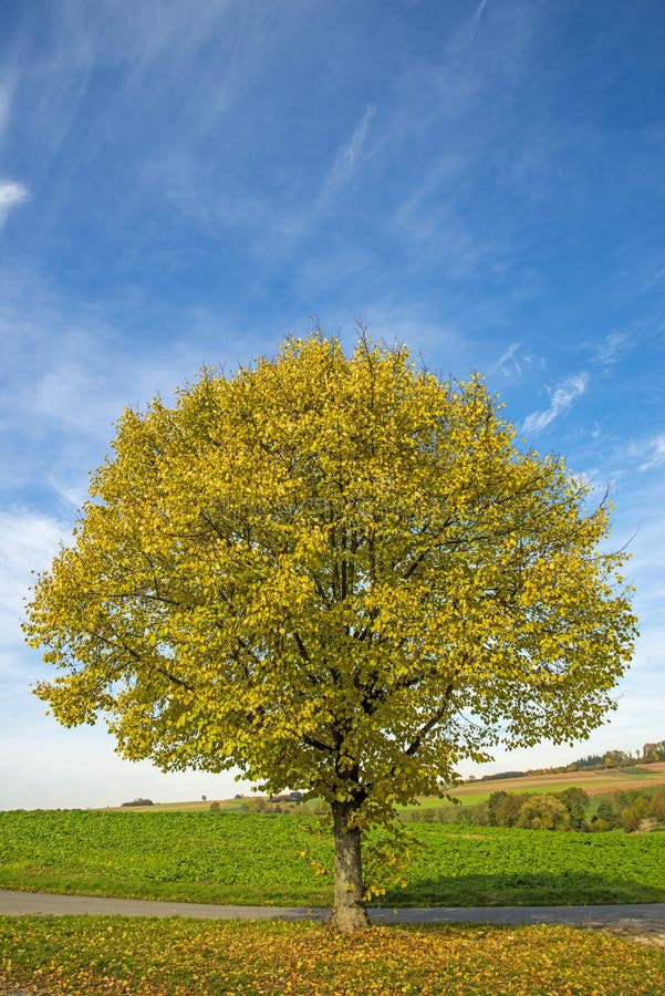Lime-tree in autumn stock image. Image of herb, medicine - 61462187