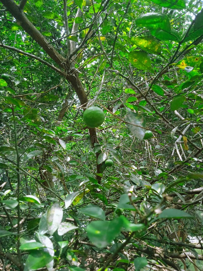 Lime Tree Bears Fruit Stock Photos - Free & Royalty-Free Stock Photos ...