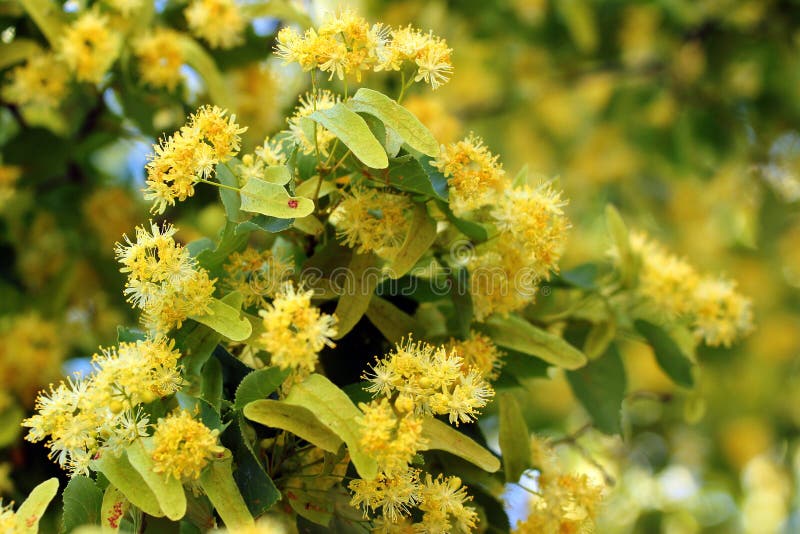 Lime tree in bloom stock photo. Image of linden, herbal - 137208132