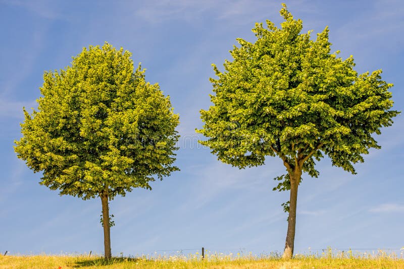 Isolated Lime Tree on a White Background Stock Photo - Image of botanic ...