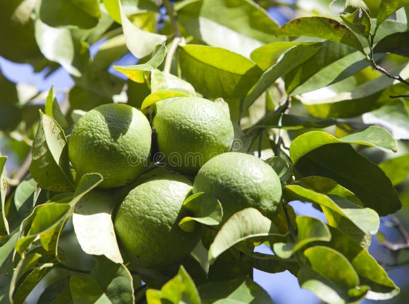 Lime on a tree branch stock image. Image of outdoors - 68450051