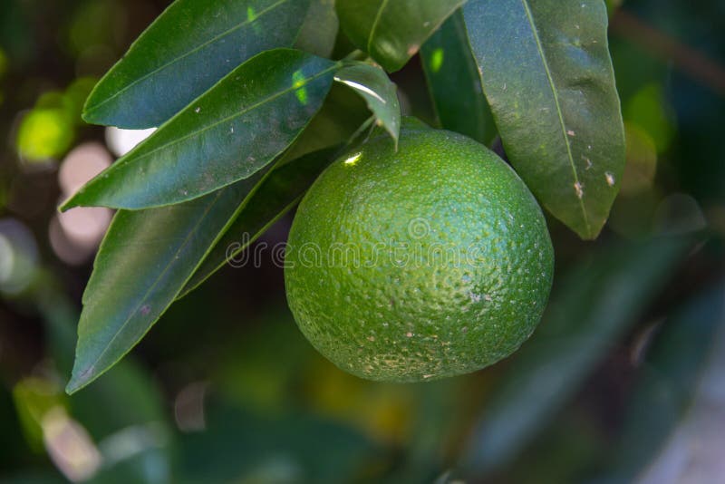 Lime on a tree branch stock photo. Image of plant, juicy - 129834546
