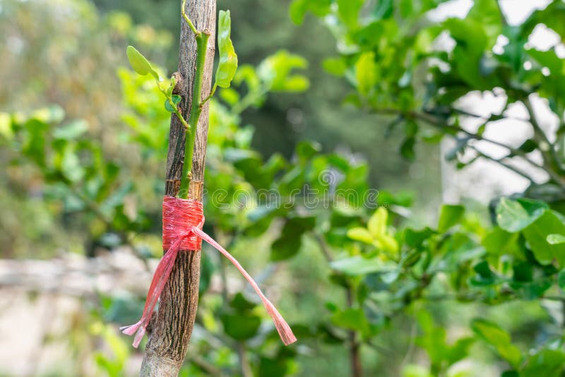Lime Tree Branches from Grafting Stock Image - Image of green, method ...