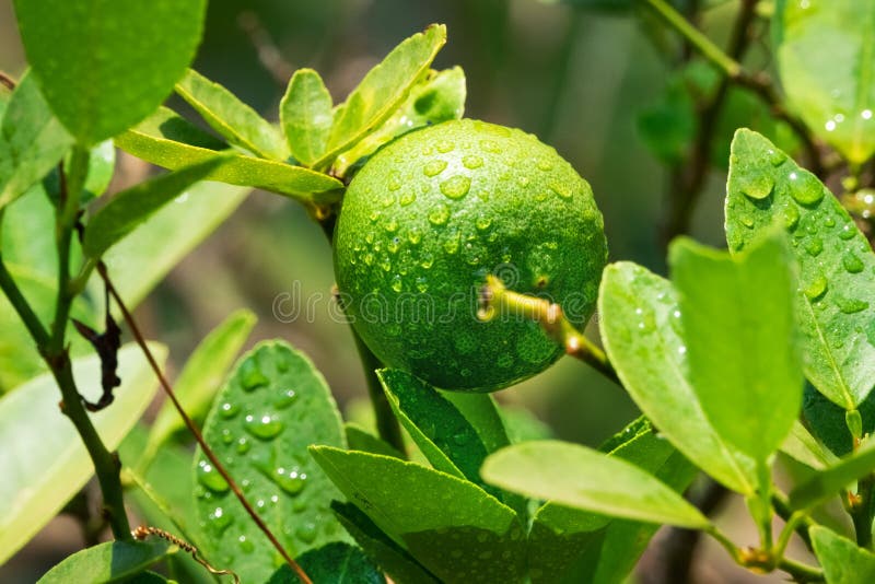 Lime on Tree stock image. Image of people, water, nature - 152253737