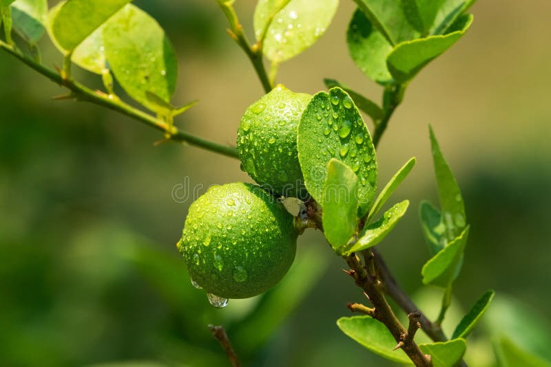 Lime on Tree stock photo. Image of healthy, freshness - 152253740