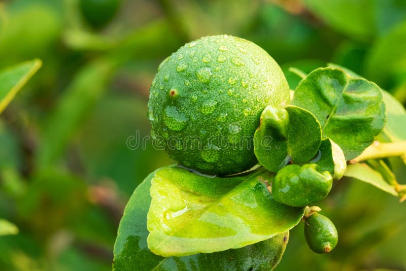 Lime on Tree stock image. Image of fruit, organic, lemon - 152253853