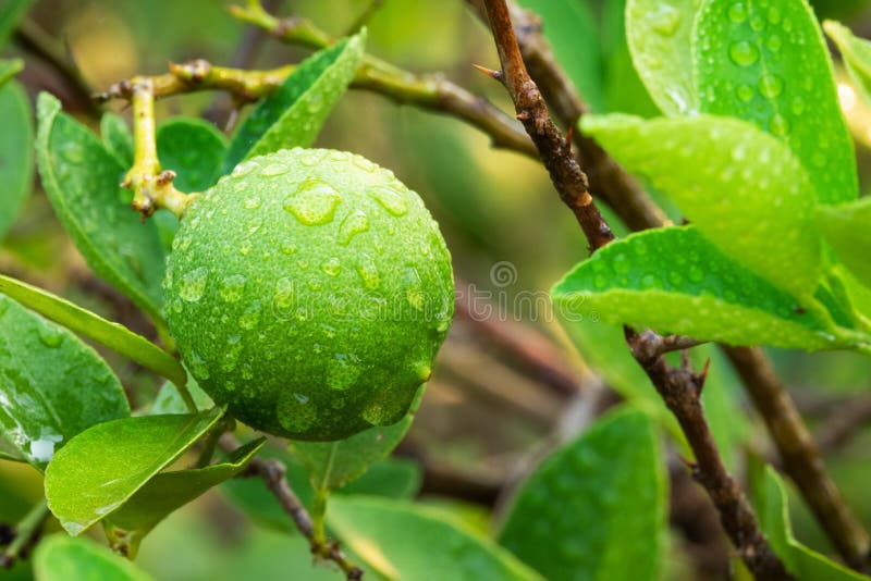 Lime on Tree stock image. Image of ripe, freshness, juicy - 152253875