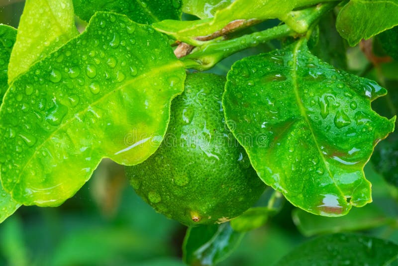 Lime on Tree stock photo. Image of healthy, people, ripe - 152253990