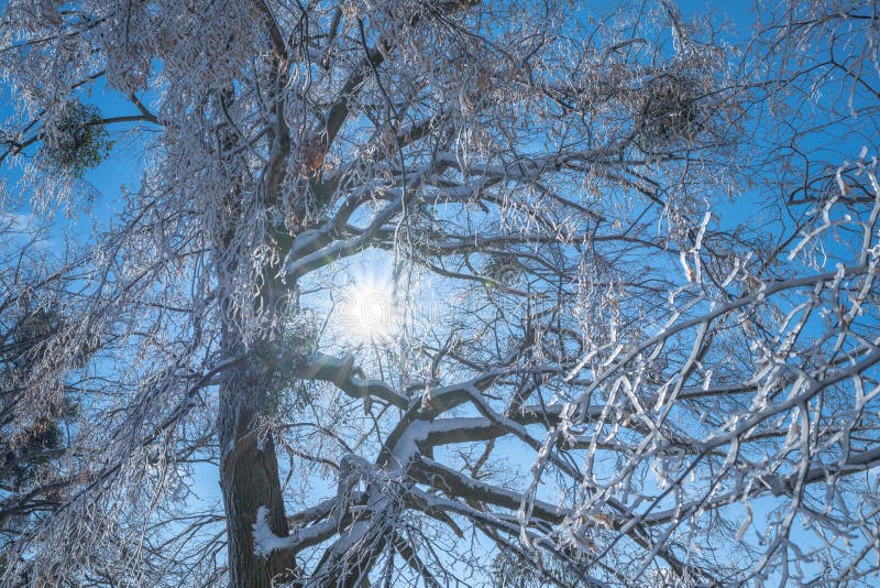 Lime Tree Covered by Ice in the Wintertime with Direct Sun and Blue Sky ...