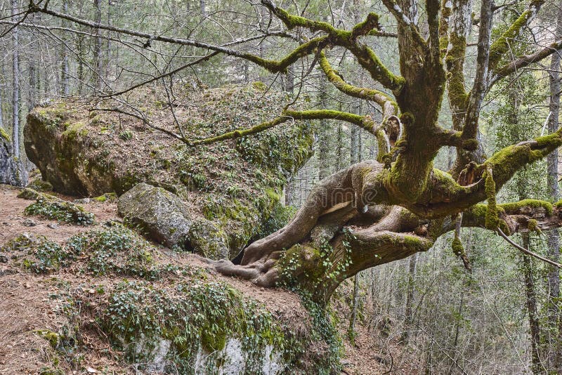 Lime Tree Covered with Moss in a Forest. Cuenca, Spain Stock Image ...