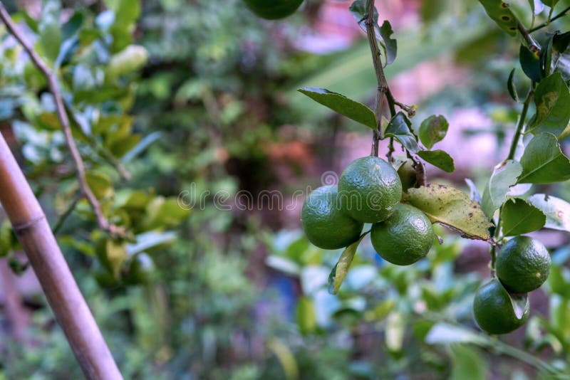Lime Tree in the Farm. Raw Lime Vegetables in Nature Organic Farm Stock ...