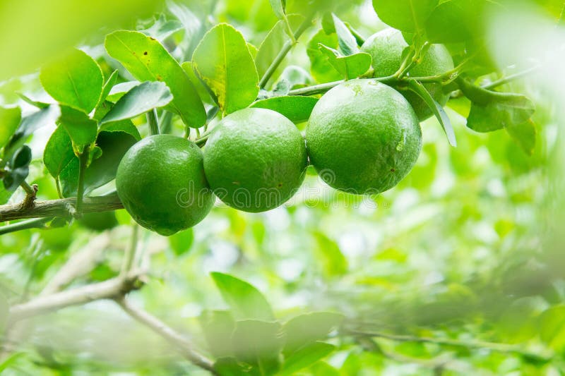 Lime tree in the farm stock image. Image of background - 95205717