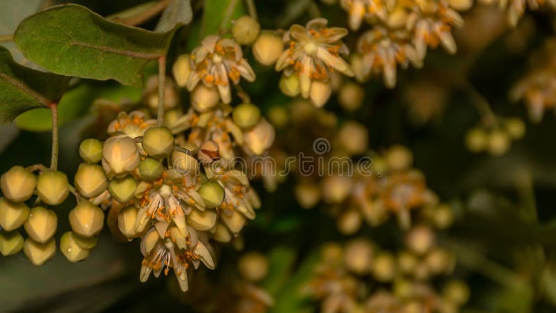 Lime-tree Flowers in Spring Stock Photo - Image of blooming, flowers ...