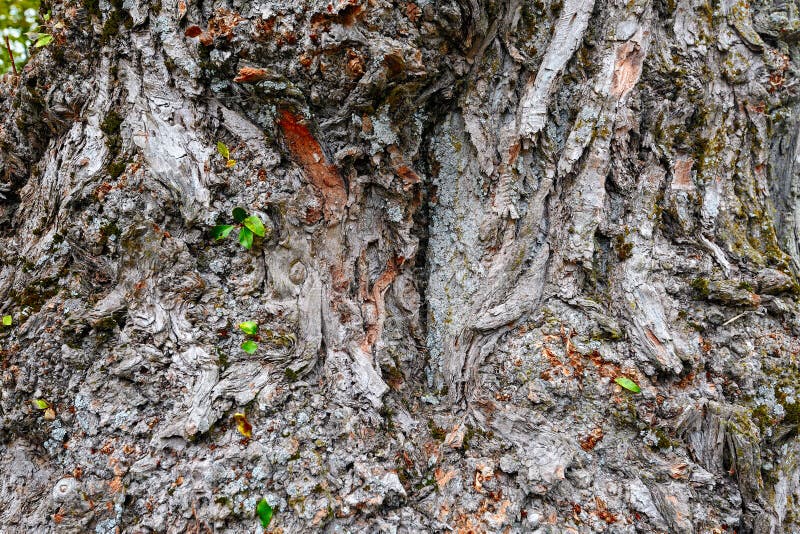 Lime tree foliage and bark stock image. Image of abstract - 109433019