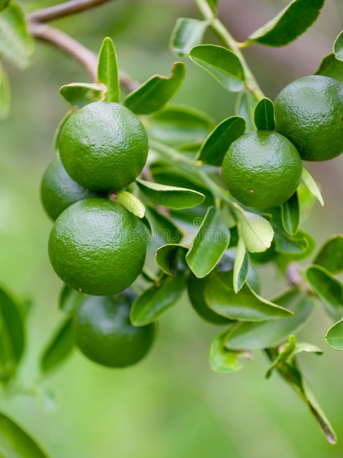 Lime Tree and Fresh Green Limes on the Branch in the Lime Garden Stock ...