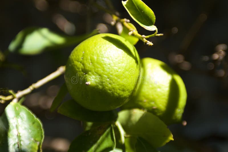 Lime tree stock photo. Image of tree, fruit, lemmons - 96169310