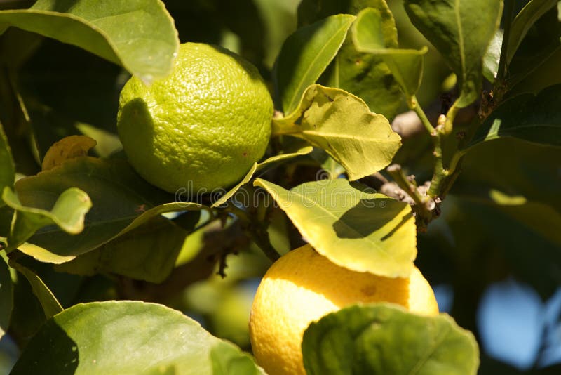 Lime tree stock image. Image of fresh, fruit, growing - 96169325