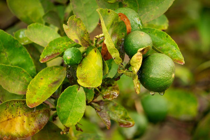 Lime Tree with Fruit stock image. Image of close, juicy - 178157341
