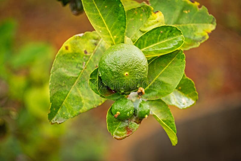 Lime Tree with Fruit stock photo. Image of growth, organic - 178157464