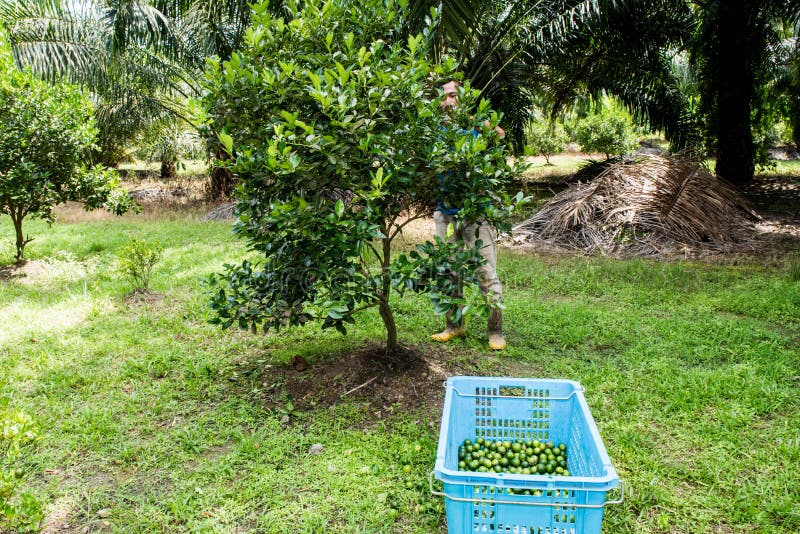 Lime Tree with Fruits in the Basket in the Field with Blurry and Some ...