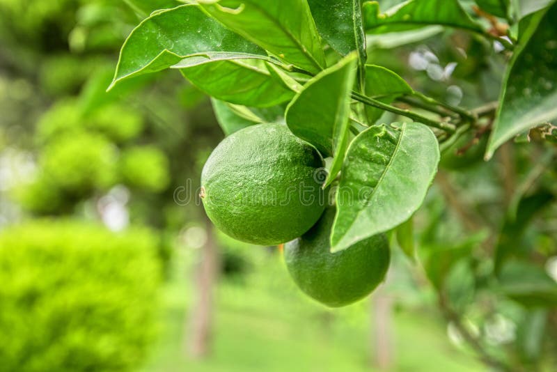Lime tree stock photo. Image of juice, field, agriculture - 60338746