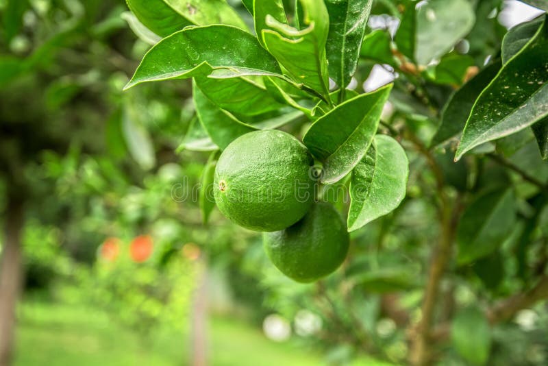 Lime tree stock photo. Image of garden, fruits, drink - 60339112