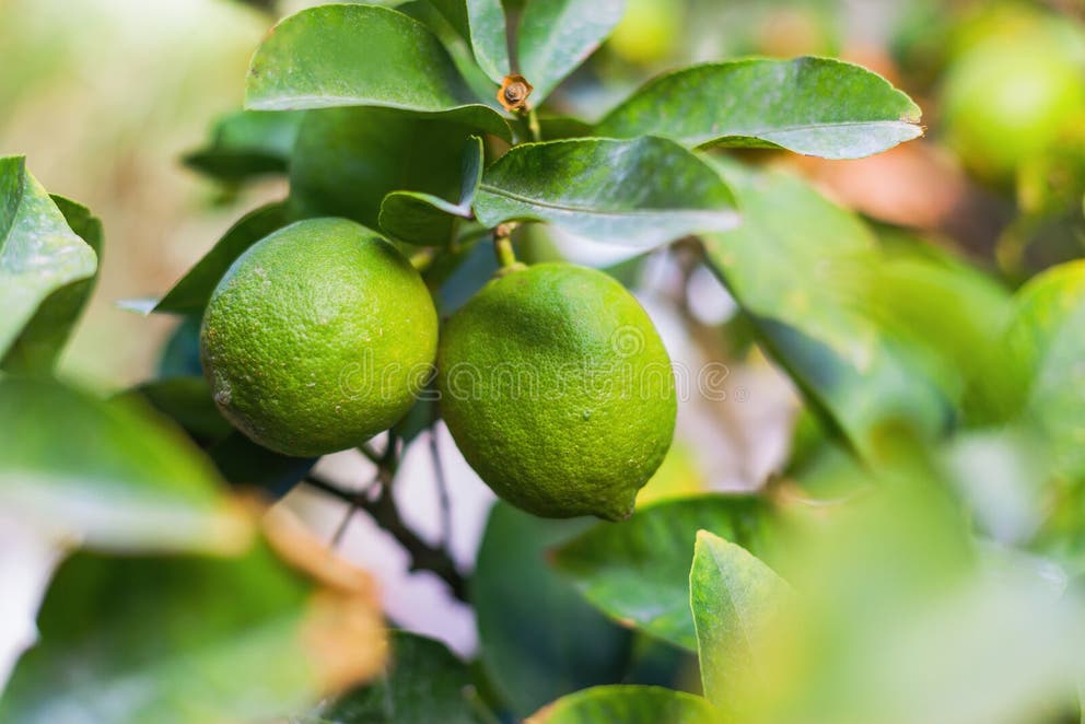 Lime tree stock image. Image of closeup, garden, health - 96266065