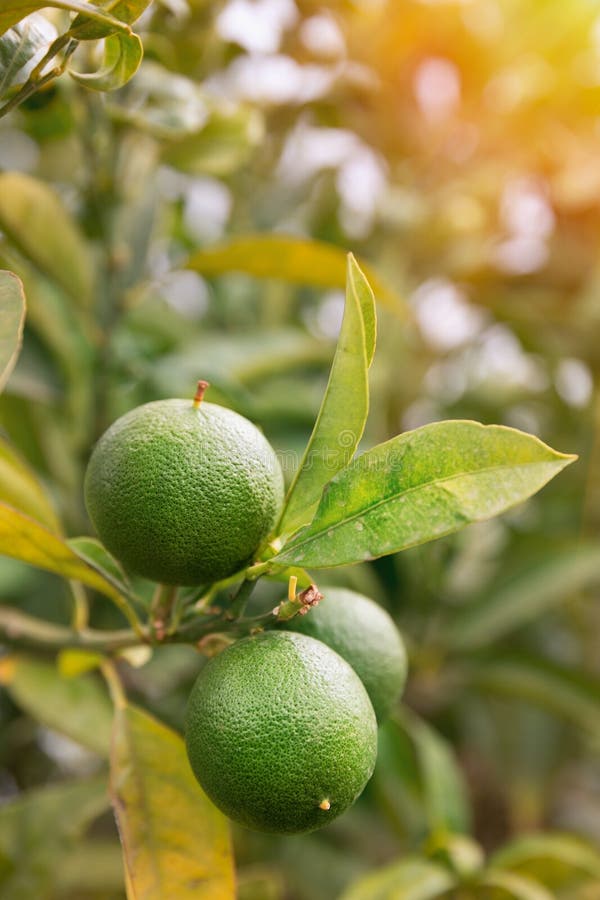 Green Lime on tree stock photo. Image of foliage, farm - 92824448