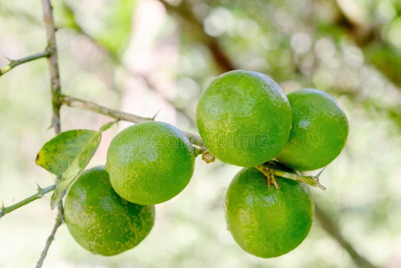Lime Tree with Fruits, Closeup Stock Image - Image of healthy, bunch ...
