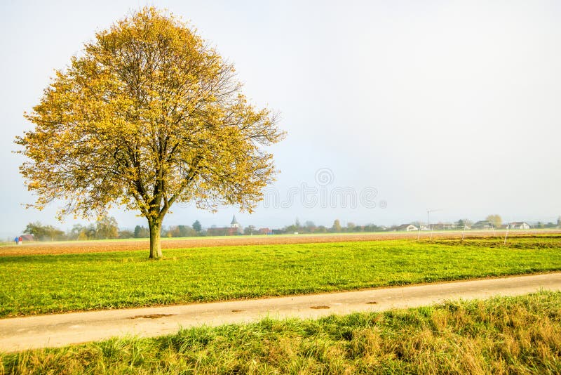 Lime Tree with Golden Leaves in Autumn Stock Image - Image of meadow ...